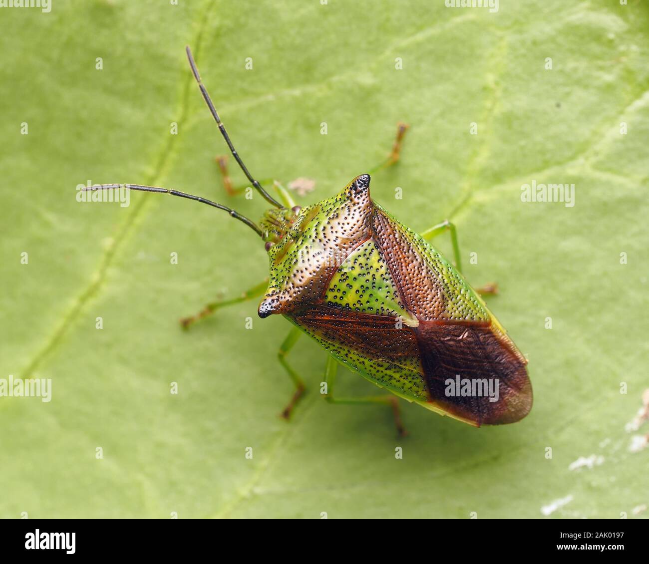 Shieldbugs High Resolution Stock Photography and Images - Alamy