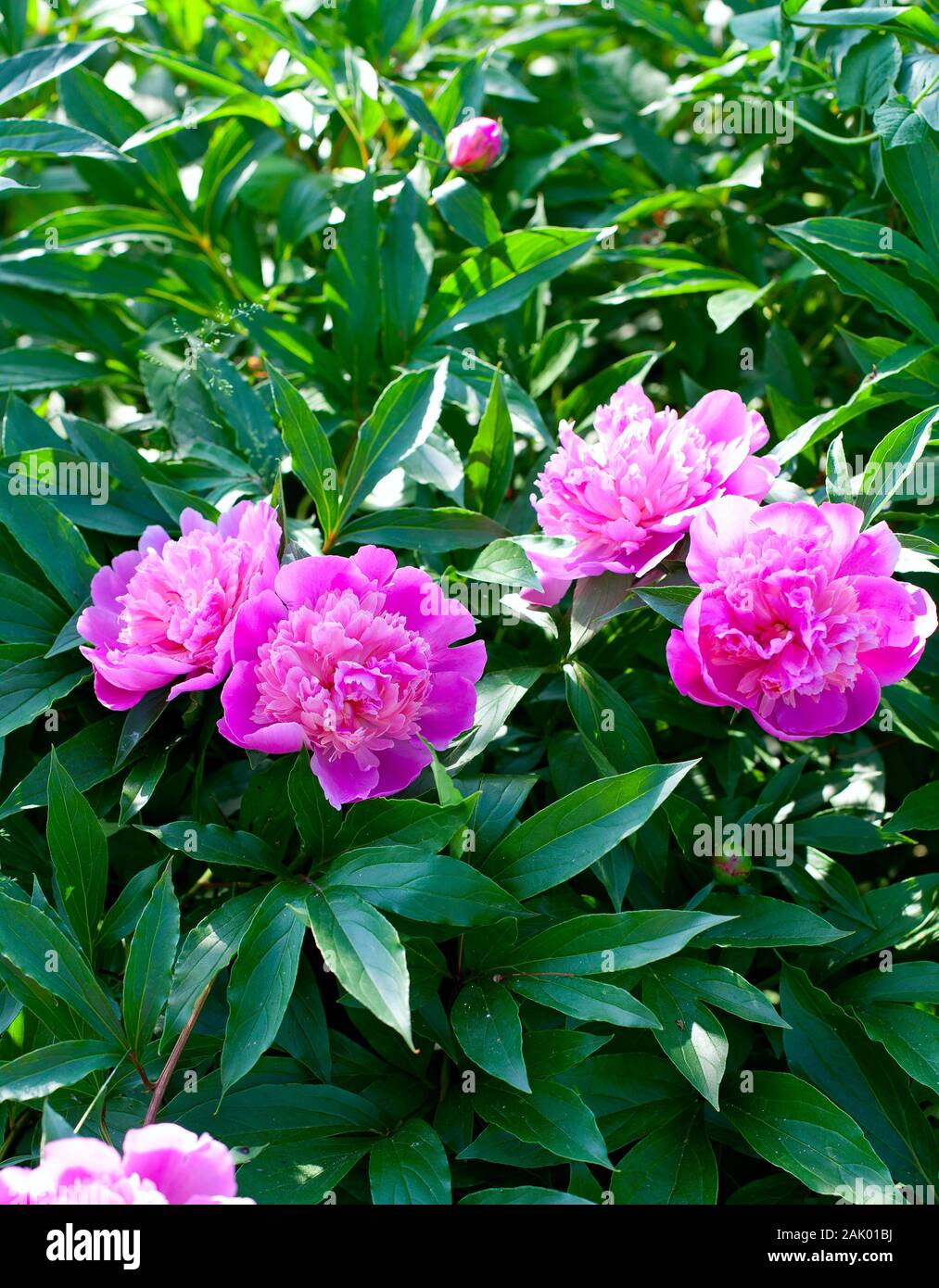 Growing peonies hi-res stock photography and images - Alamy