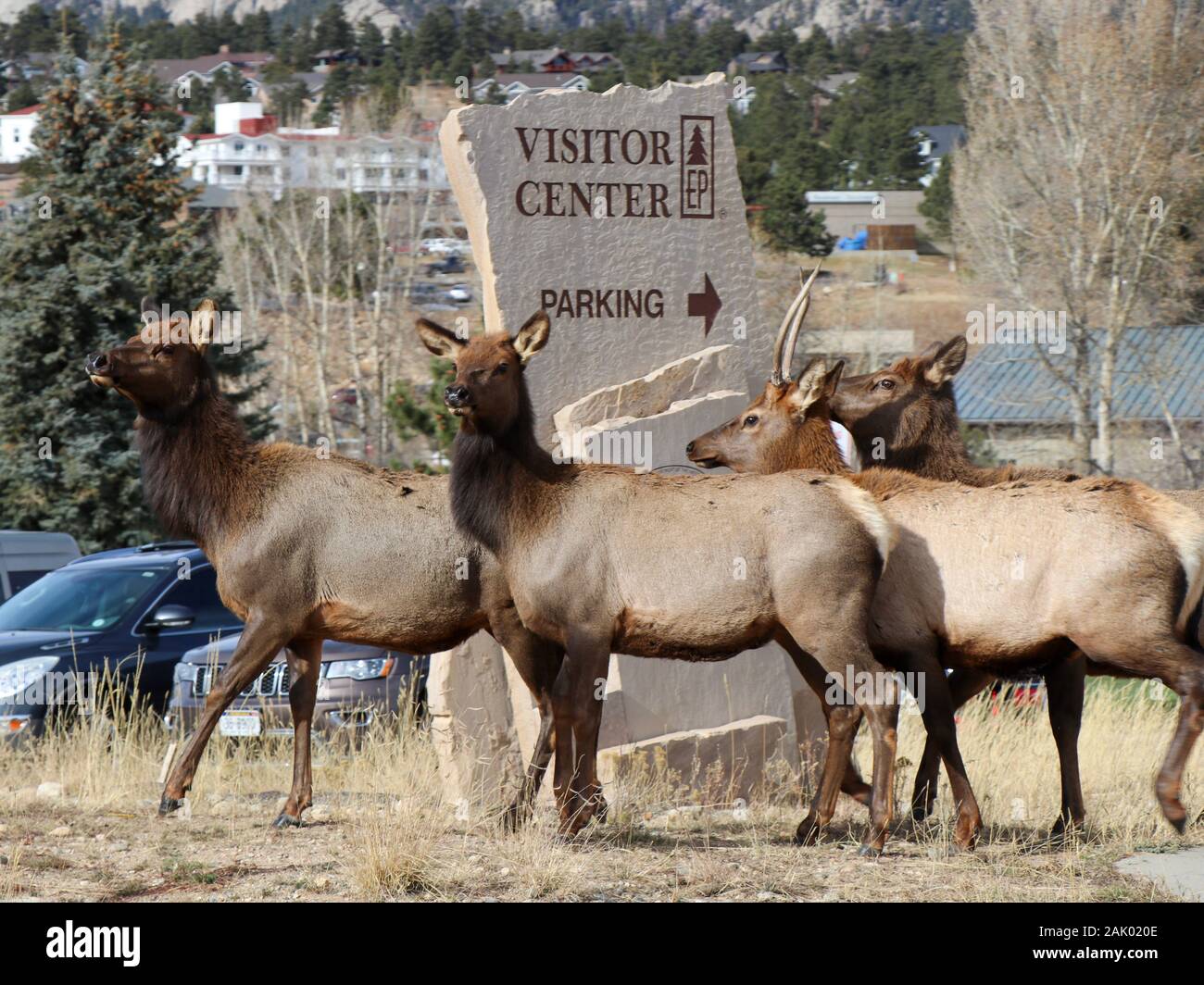 Elk parking sign hi-res stock photography and images - Alamy