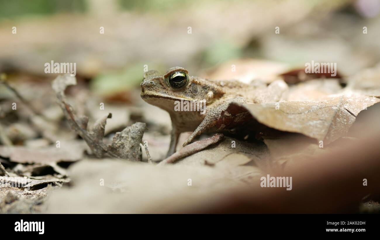 Small Rhinella marina frog looking out from underneath a leaf litter ...