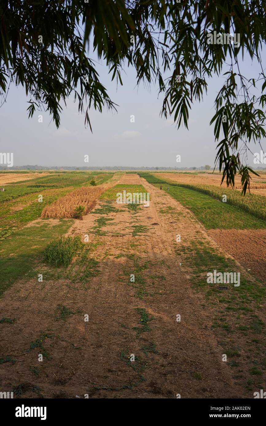 Corn fields at harvest in Kampong Cham, Cambodia Stock Photo - Alamy