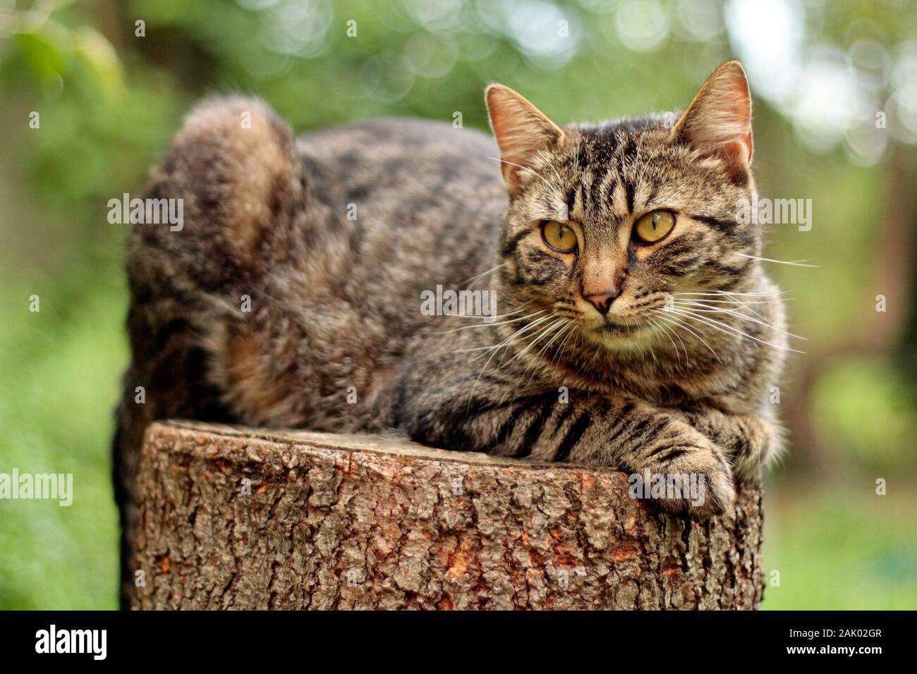 cat - tabby tomcat lying on a stump, outdoors Stock Photo - Alamy