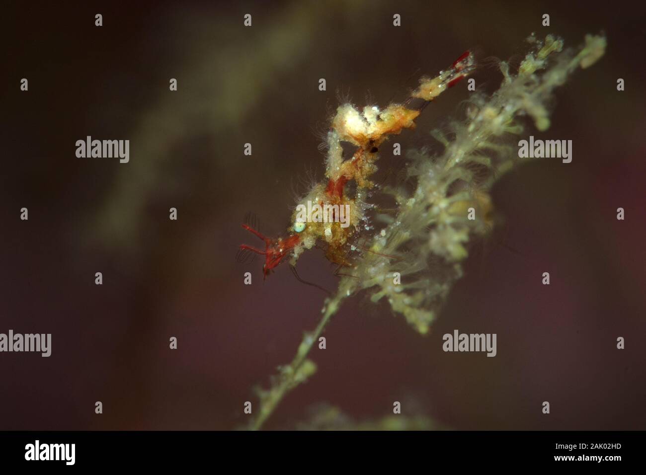 Broken back hi-res stock photography and images - Alamy