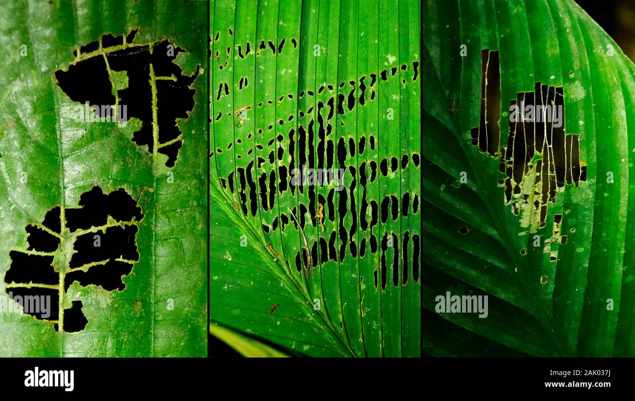 Leaf bite mark patterns caused by insects eating the leaves and leaving ...