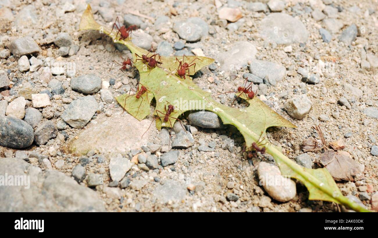 Leaf-cutter ants at work biting round shapes out of a fallen down leaf ...
