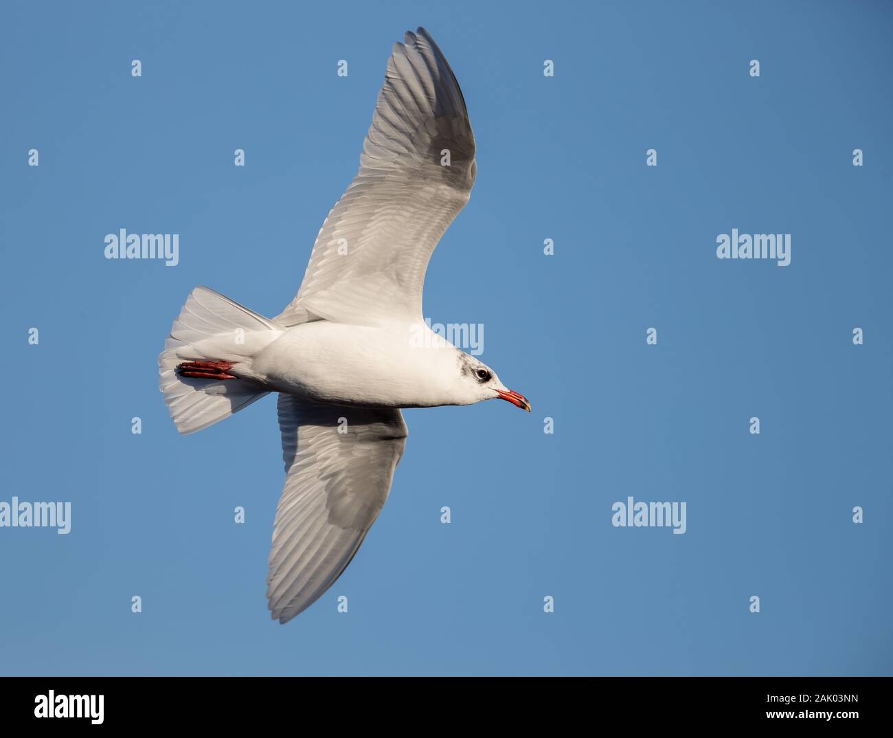 Mediterranean Gull Flying Stock Photo - Alamy