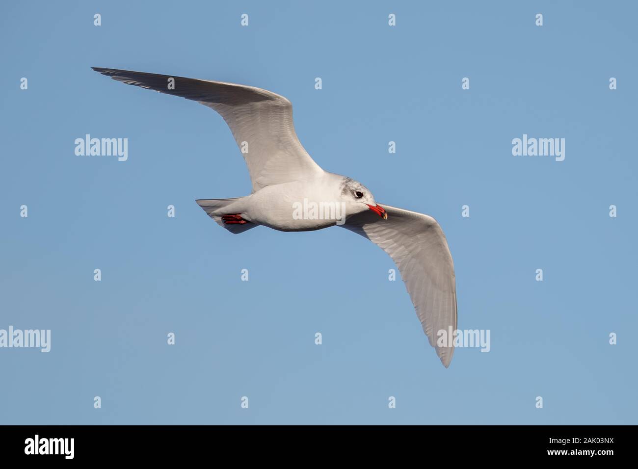 Mediterranean Gull Flying Stock Photo - Alamy