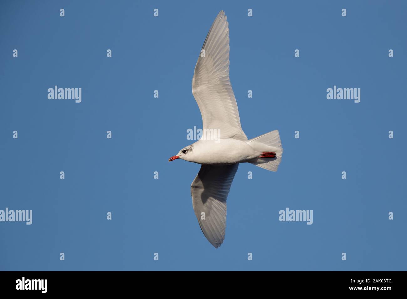 Mediterranean Gull Flying Stock Photo - Alamy