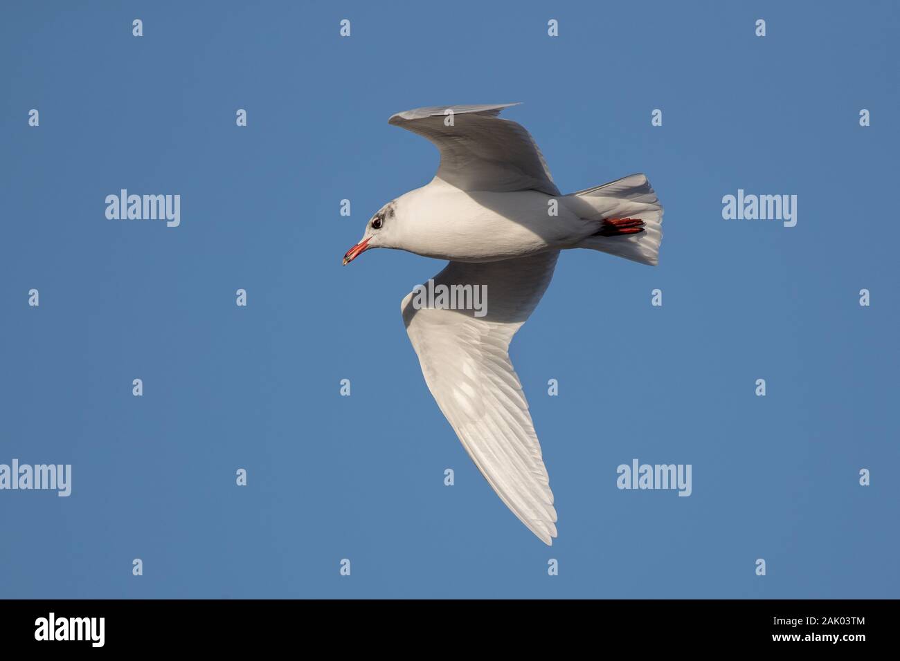 Mediterranean Gull Flying Stock Photo - Alamy