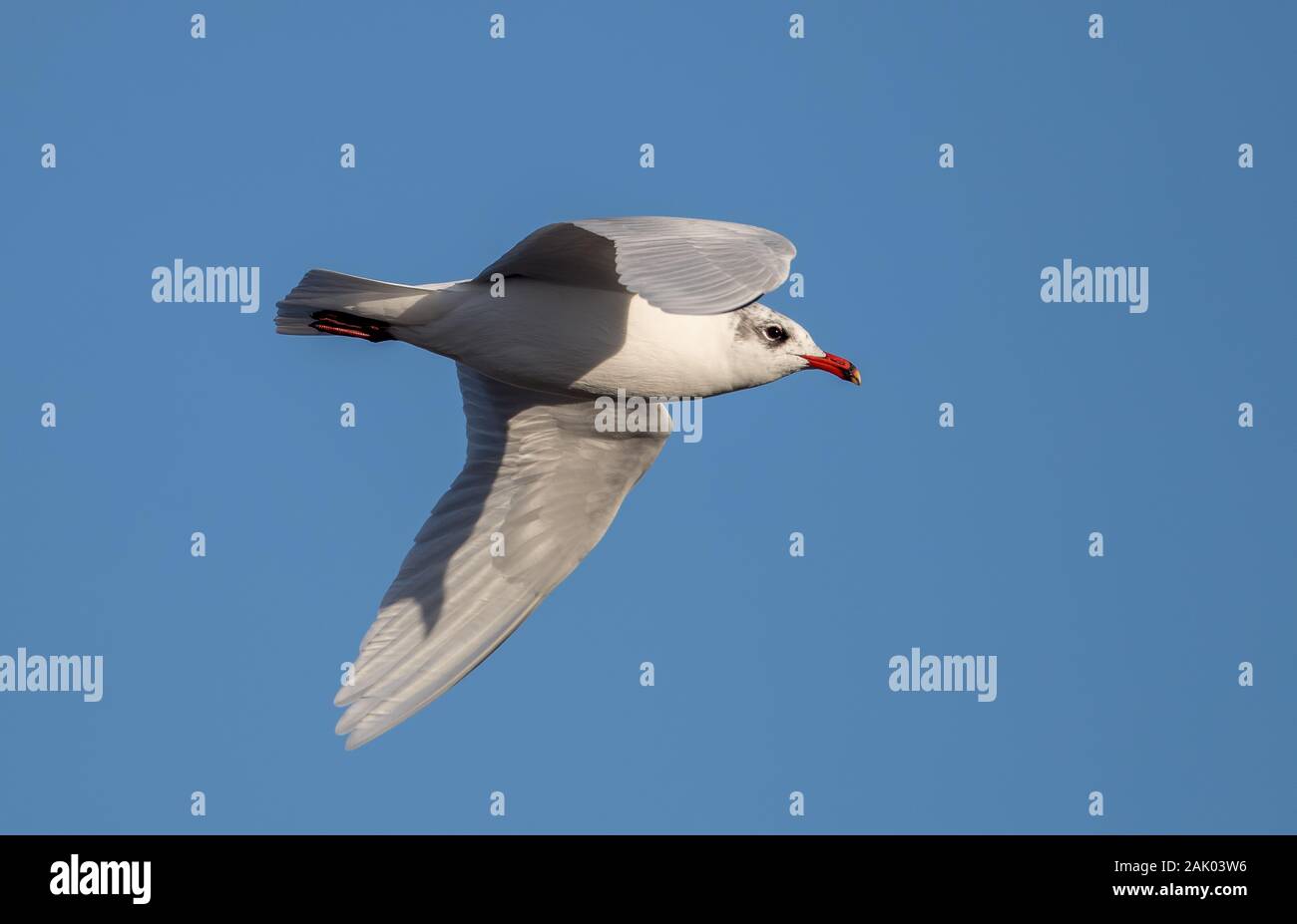 Mediterranean Gull Flying Stock Photo - Alamy