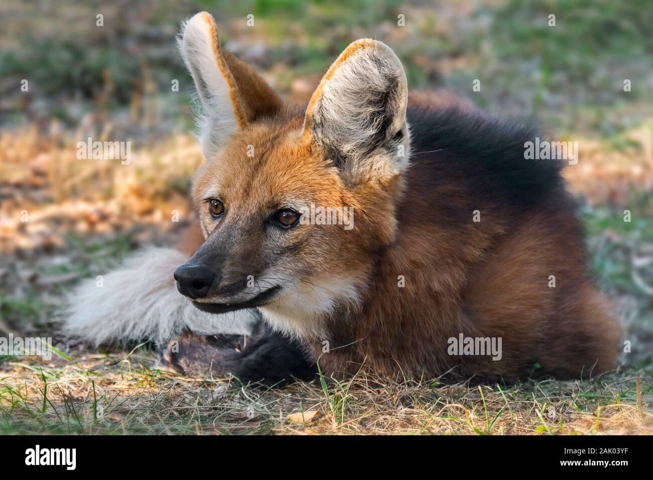 South american canids hi-res stock photography and images - Alamy