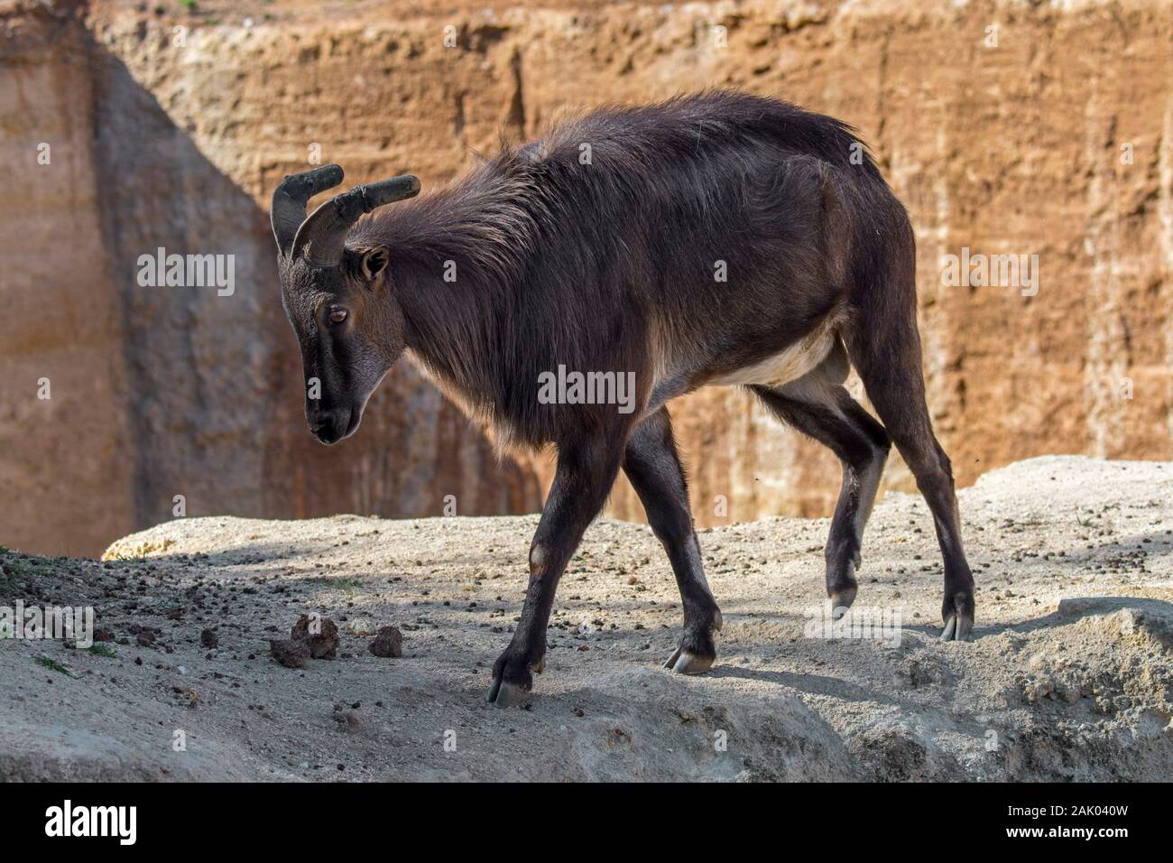 Himalayan Tahr