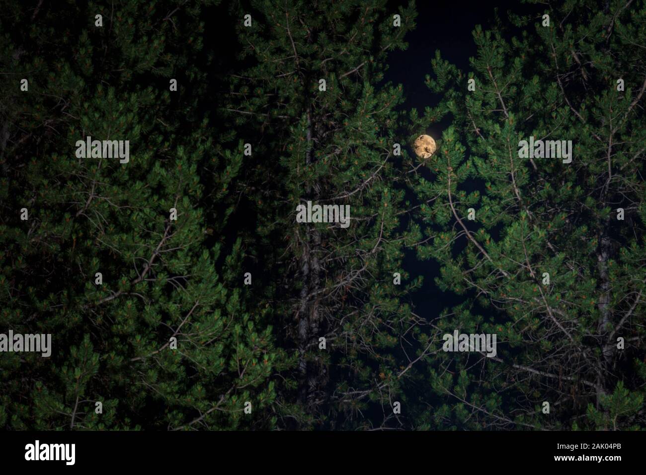 A view of a yellow full moon through the dense green pine forest Stock ...