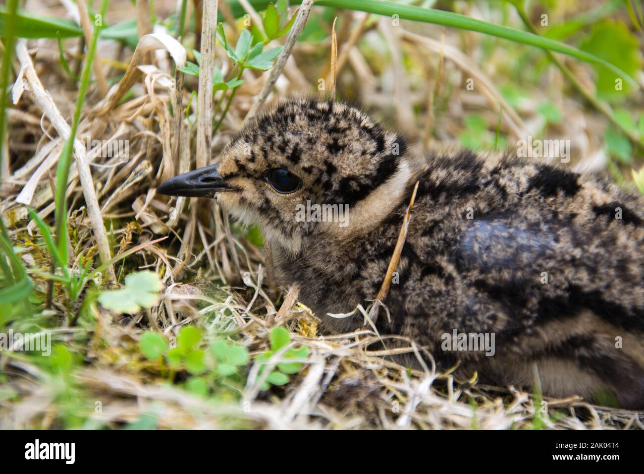Baby lapwing hi-res stock photography and images - Alamy