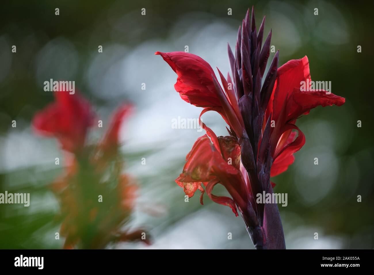 Red centered flower hi-res stock photography and images - Alamy