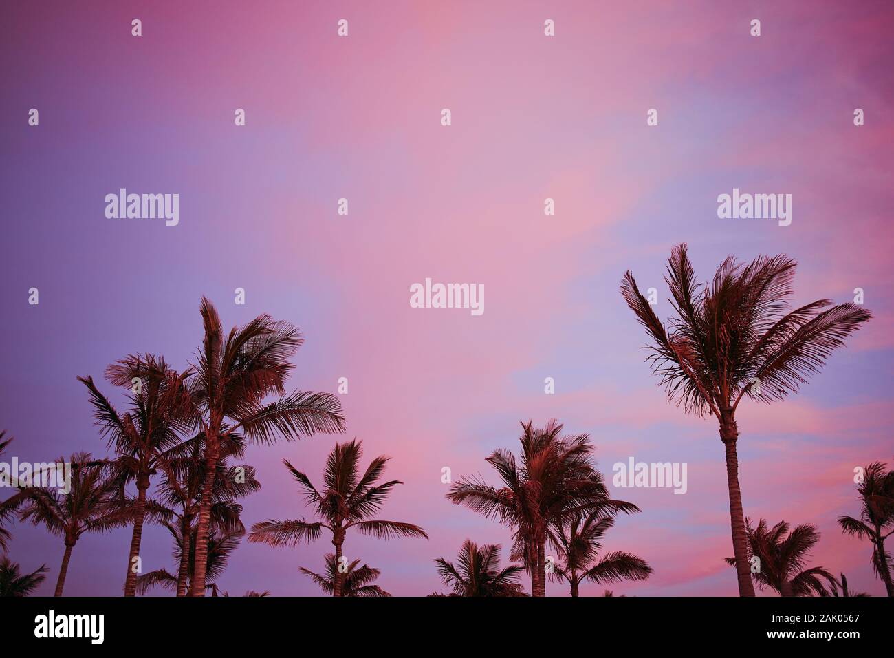 beautiful violet sunset sky with palm trees in Lanzarote, horizontal ...