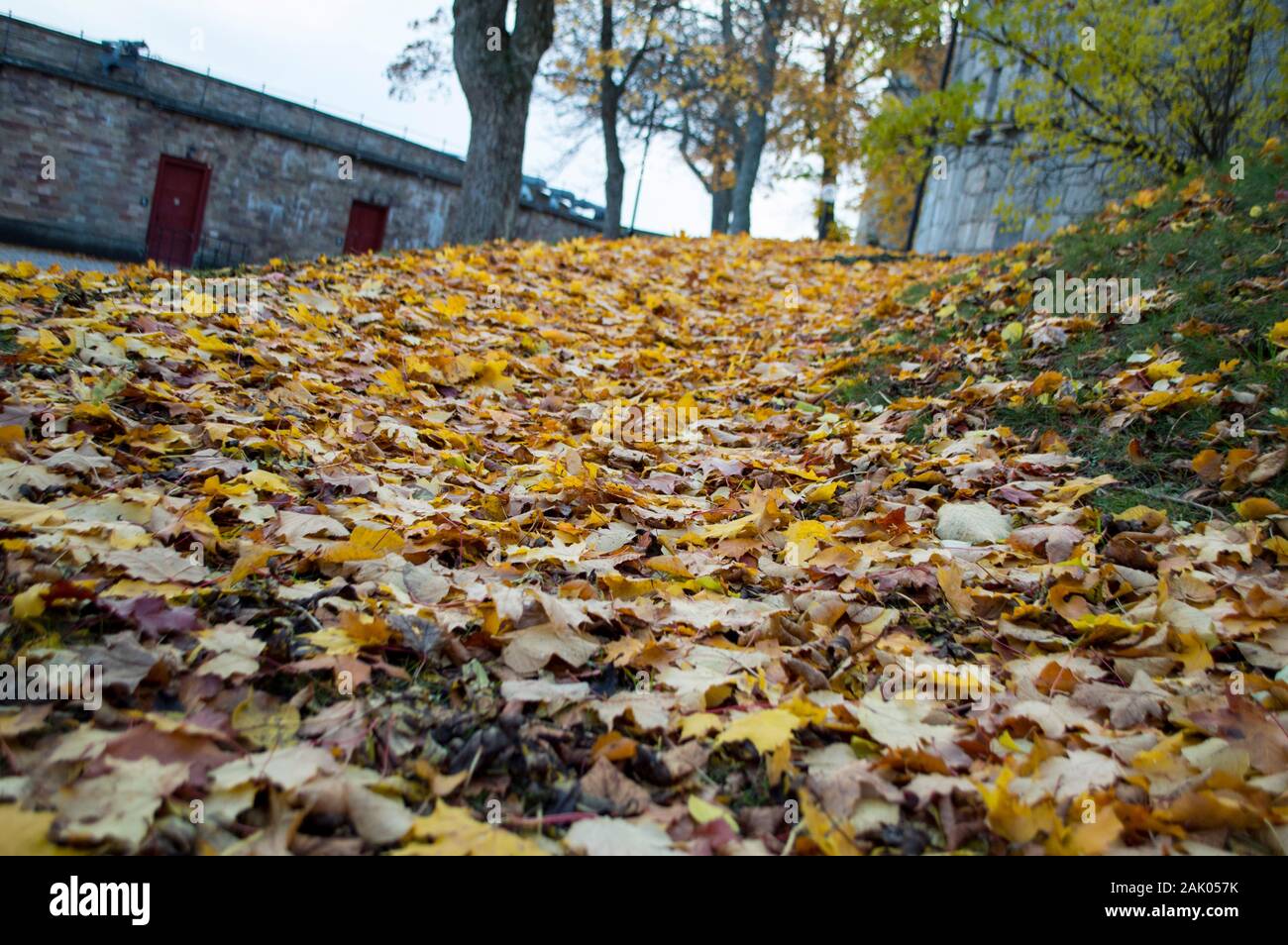 Path fallen leaves hi-res stock photography and images - Alamy