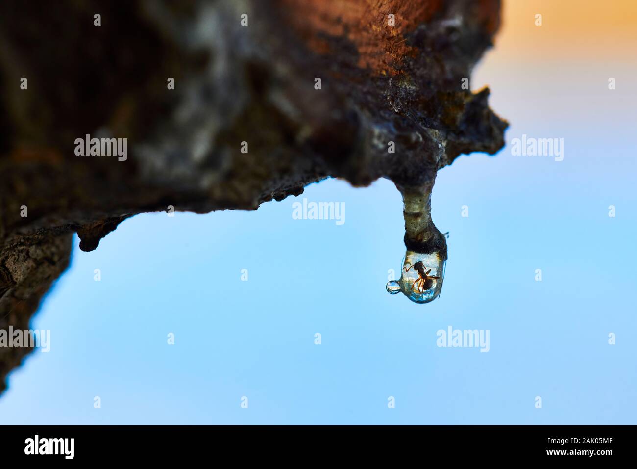 Resin tree hi-res stock photography and images - Alamy