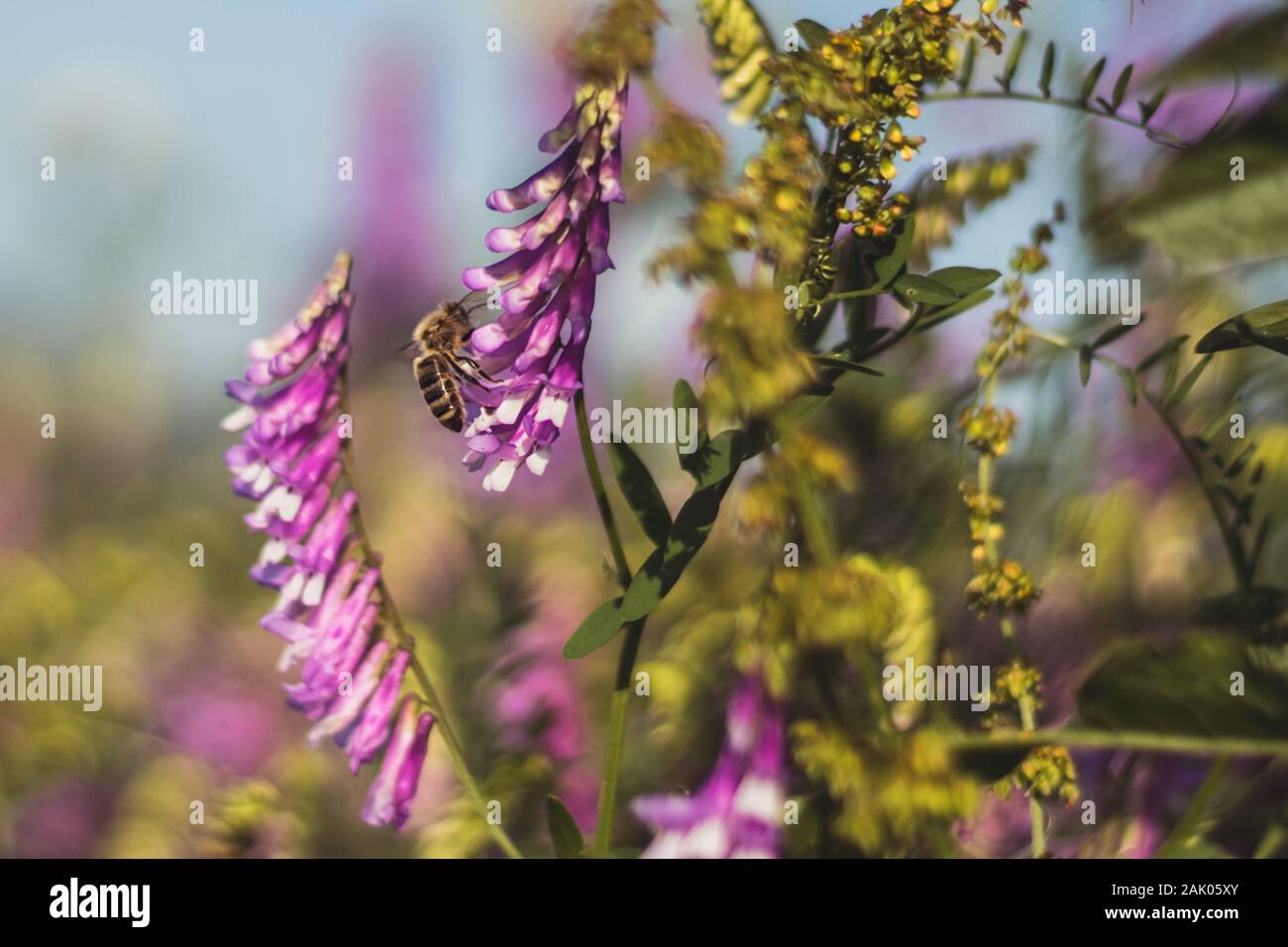Bee on flower Vicia, purple flowers field, summer day, blurred ...