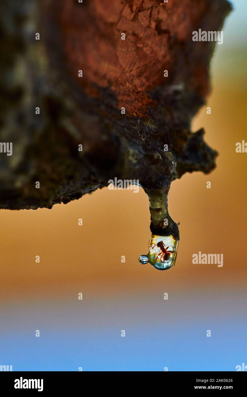 ANT IN PINE RESIN Stock Photo - Alamy