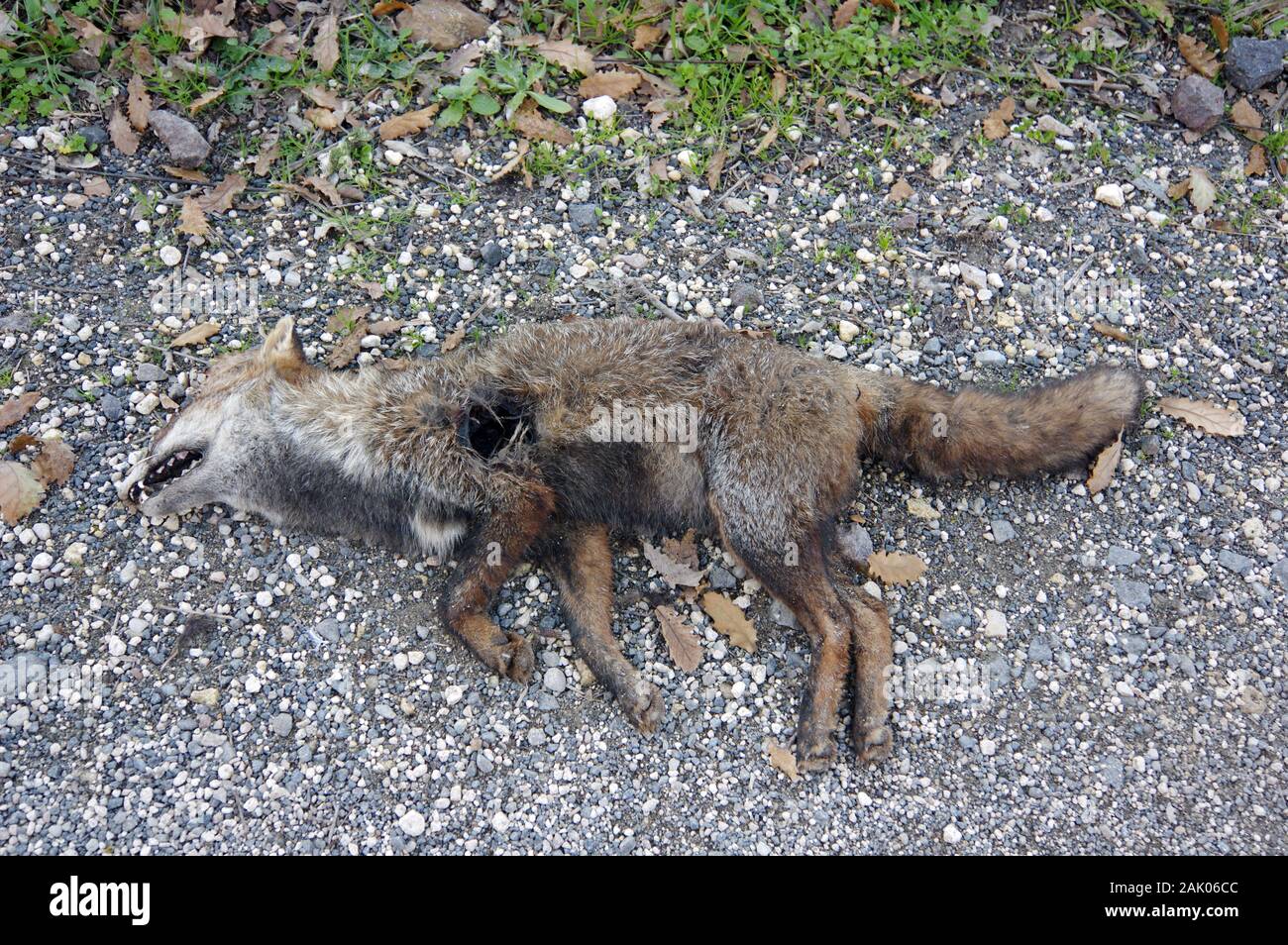 Dead fox on a roadside in Sardinia Stock Photo - Alamy