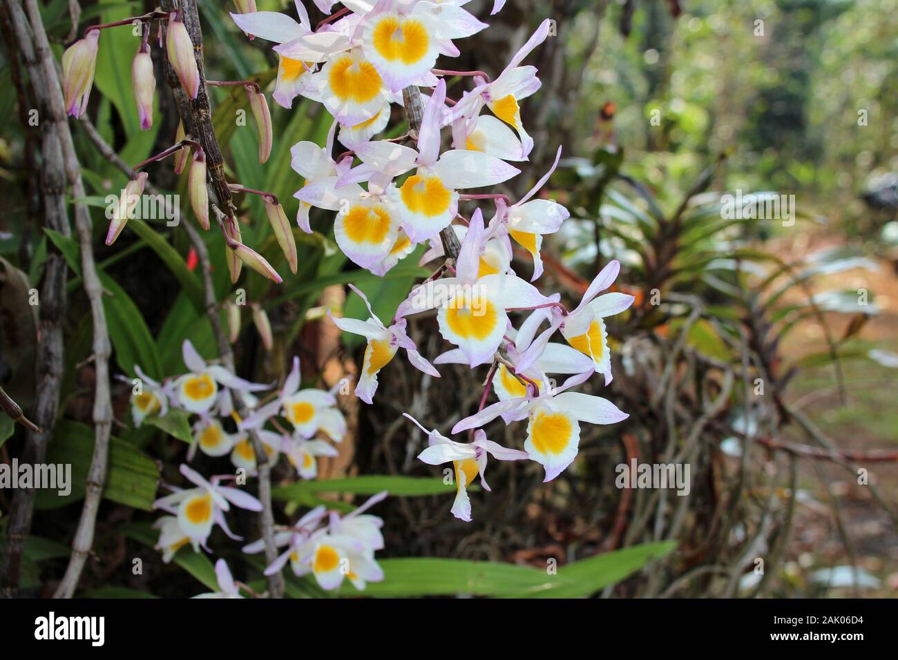 Orchids of laos hi-res stock photography and images - Alamy
