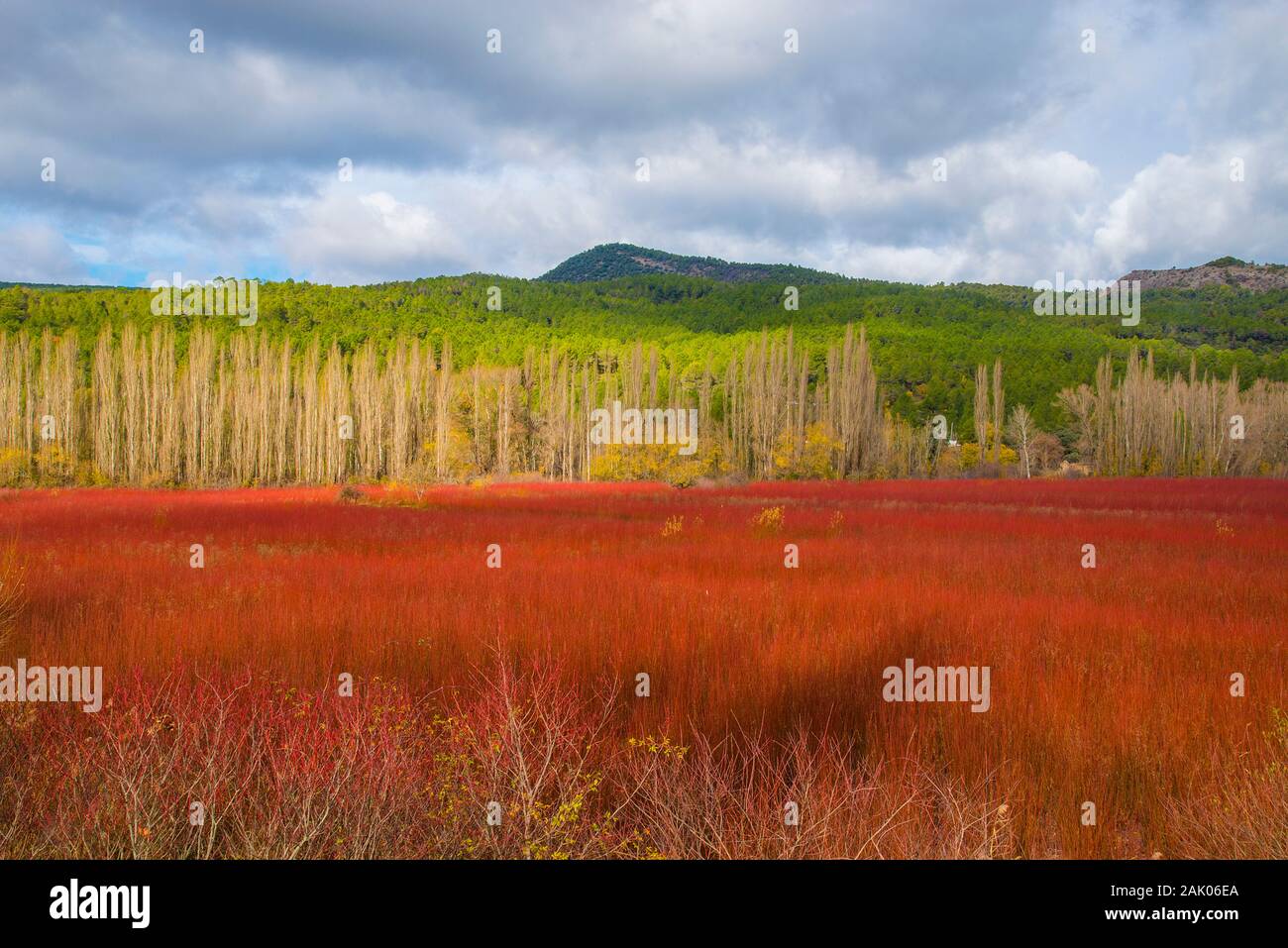 Wicker field. Cañamares, Cuenca province, Castilla La Mancha, Spain ...