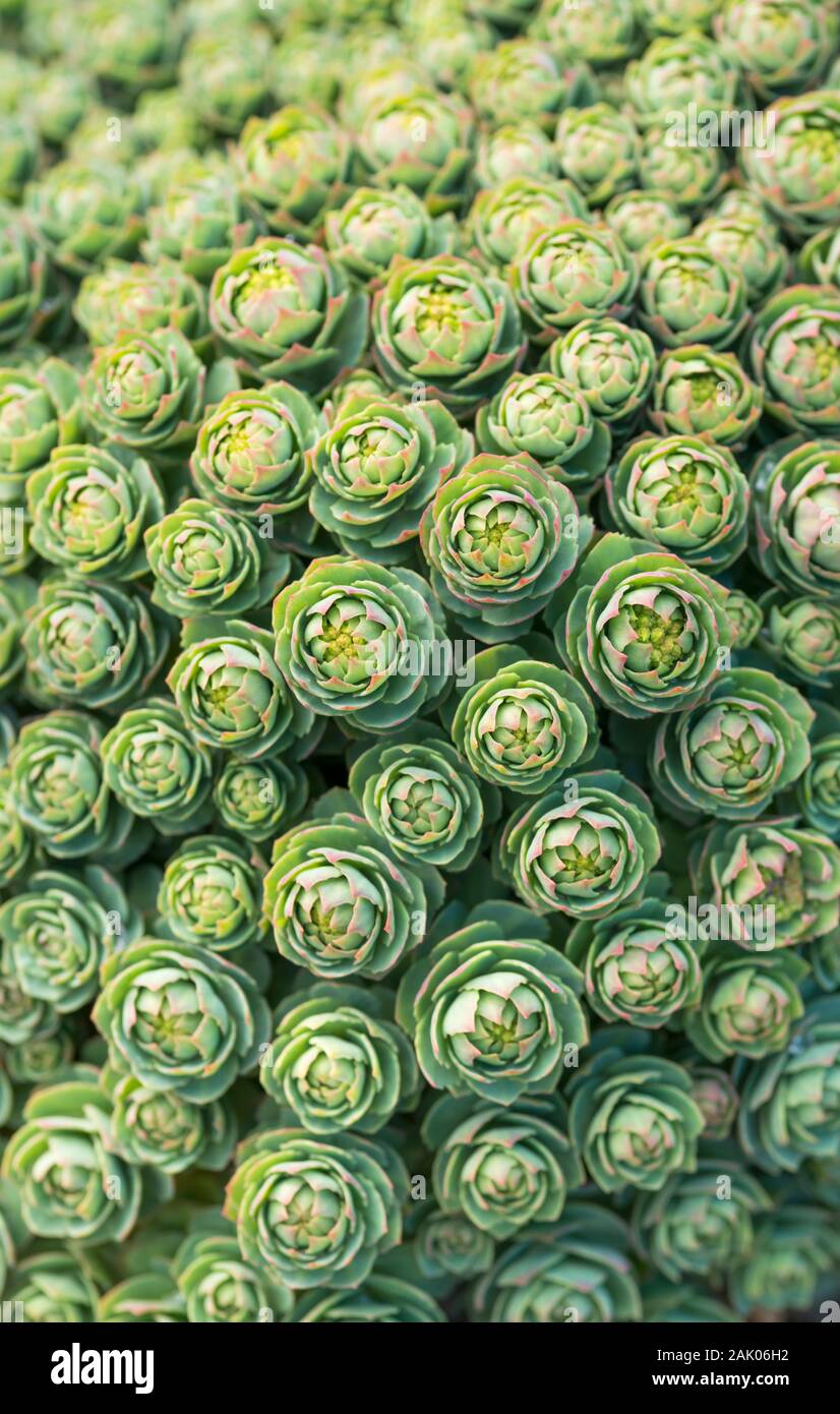 Roseroot growing in an English country garden Stock Photo - Alamy