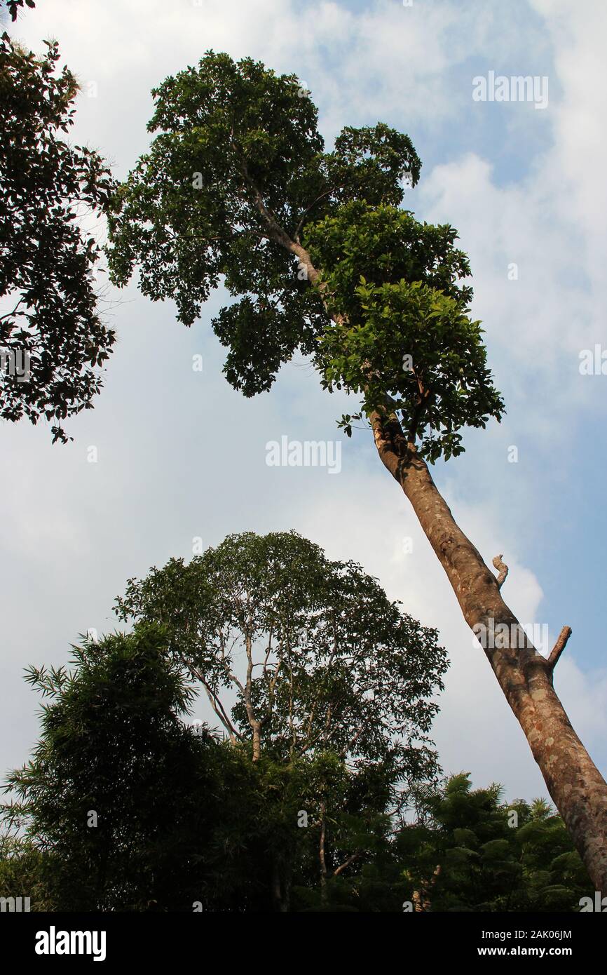 trees in a forest in laos Stock Photo - Alamy