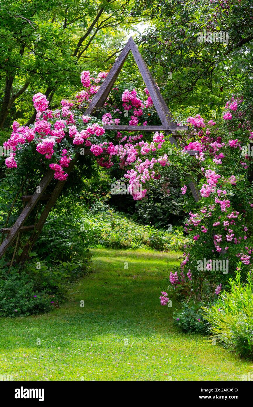 Idyllic rose garden with pink flowering rambler roses Stock Photo - Alamy