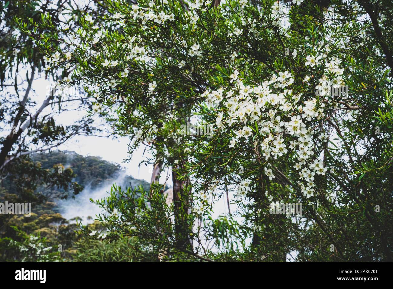 Lemon scented Tea Tree flowers (Leptospermum) in the Blue Mountains ...