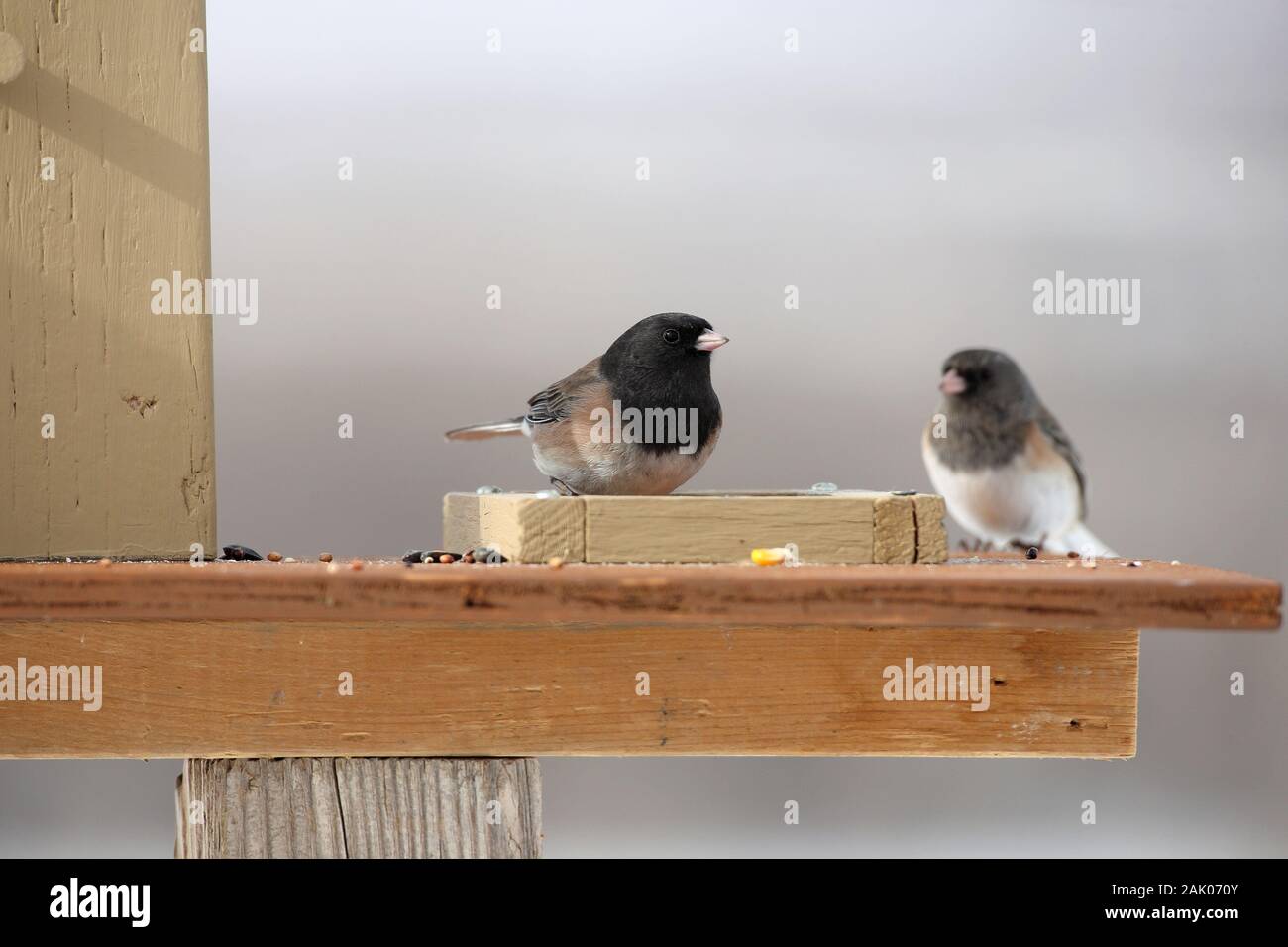 Wild Junco birds on outside feeder Stock Photo - Alamy