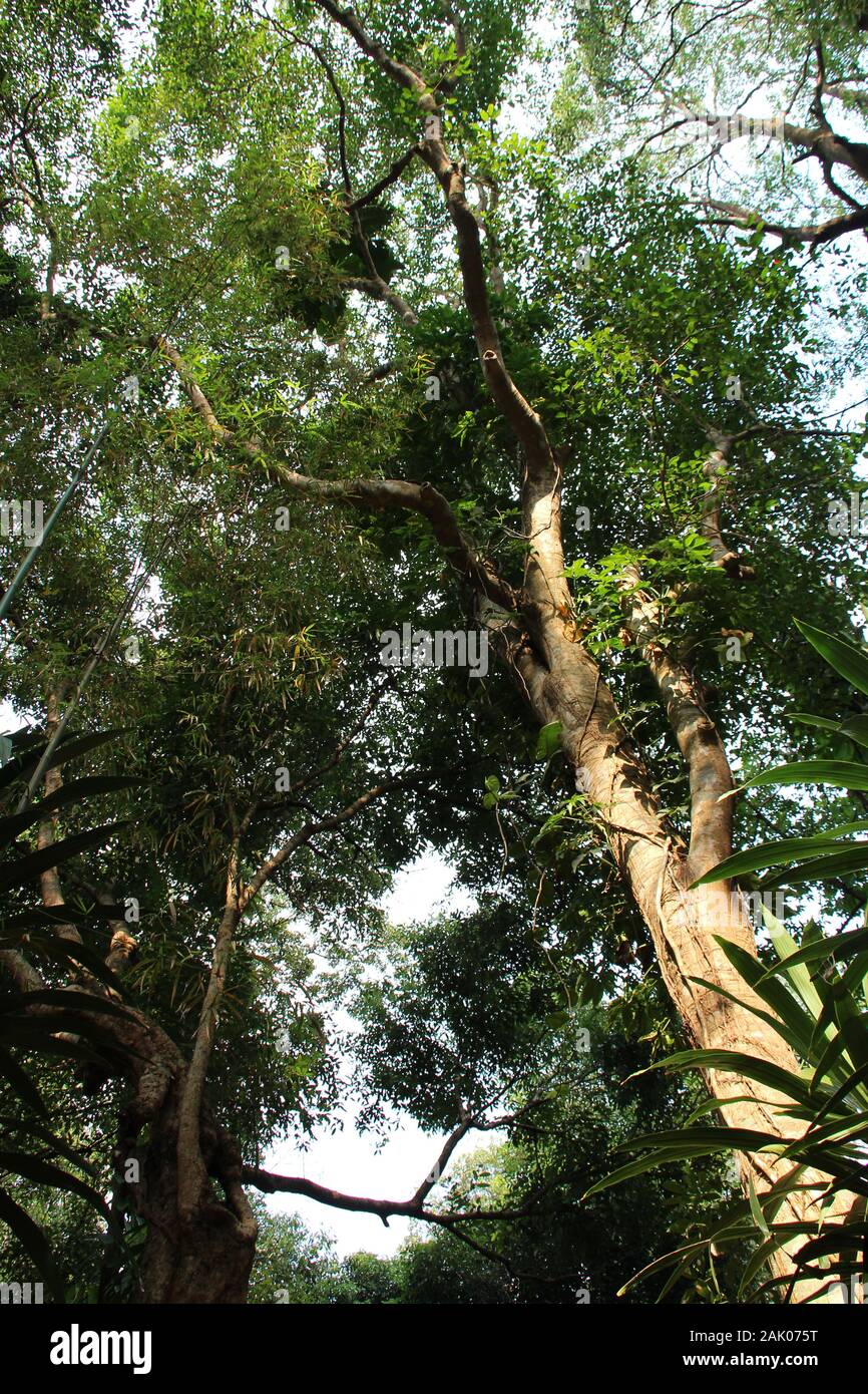 trees in a forest in laos Stock Photo - Alamy