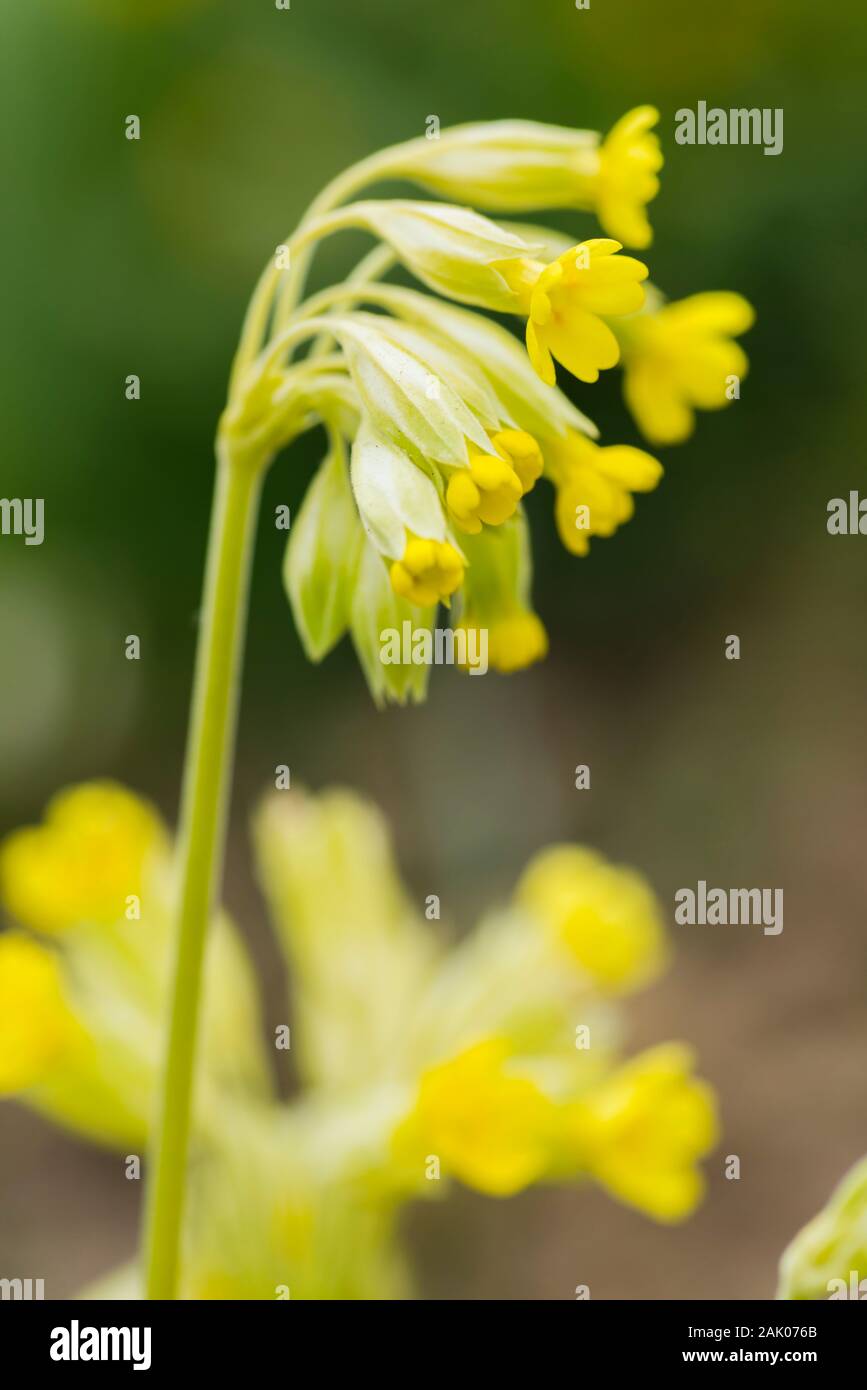Cowslip growing in an English country garden Stock Photo - Alamy
