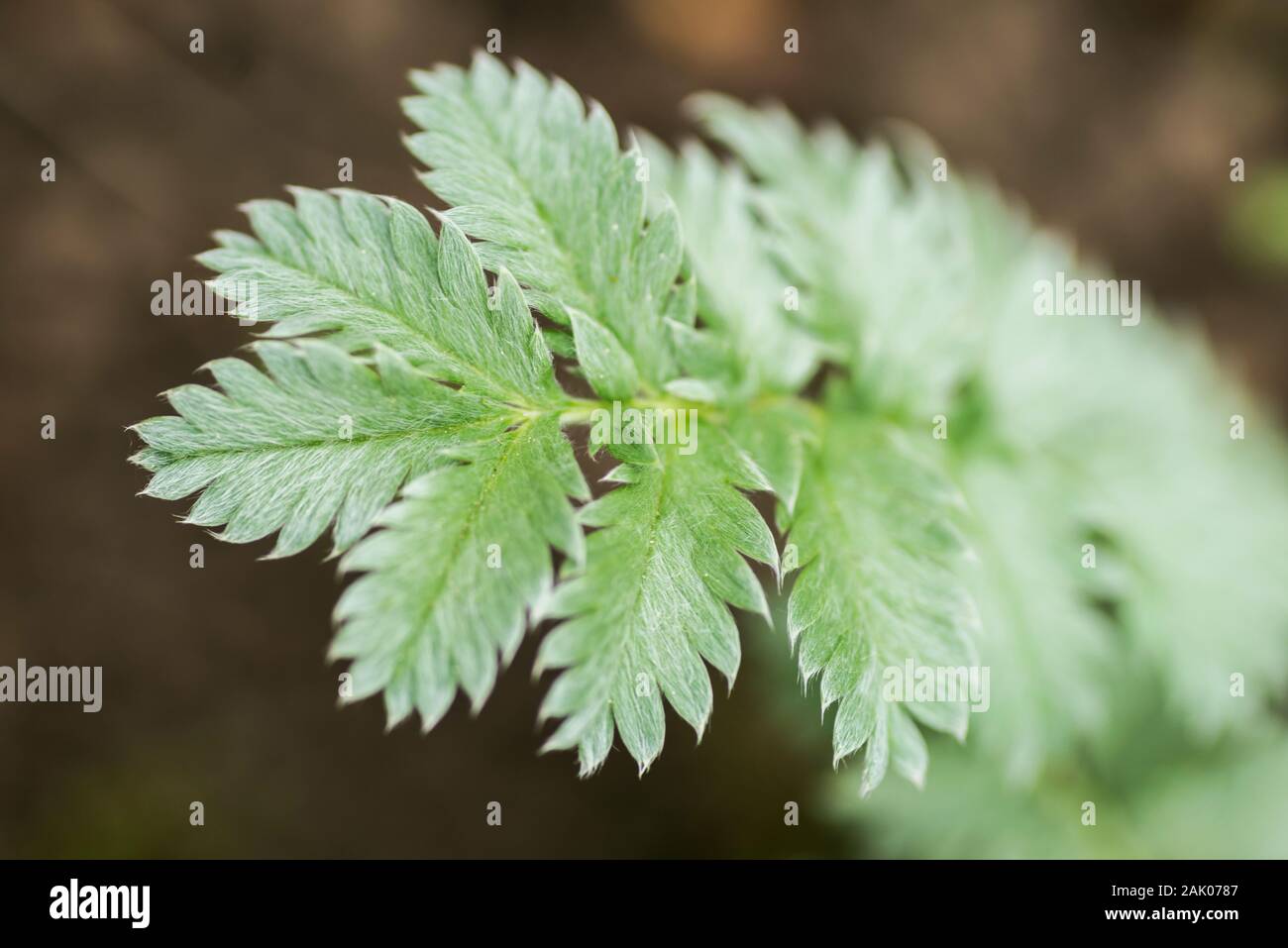 Silver Weed growing in an English country garden Stock Photo - Alamy