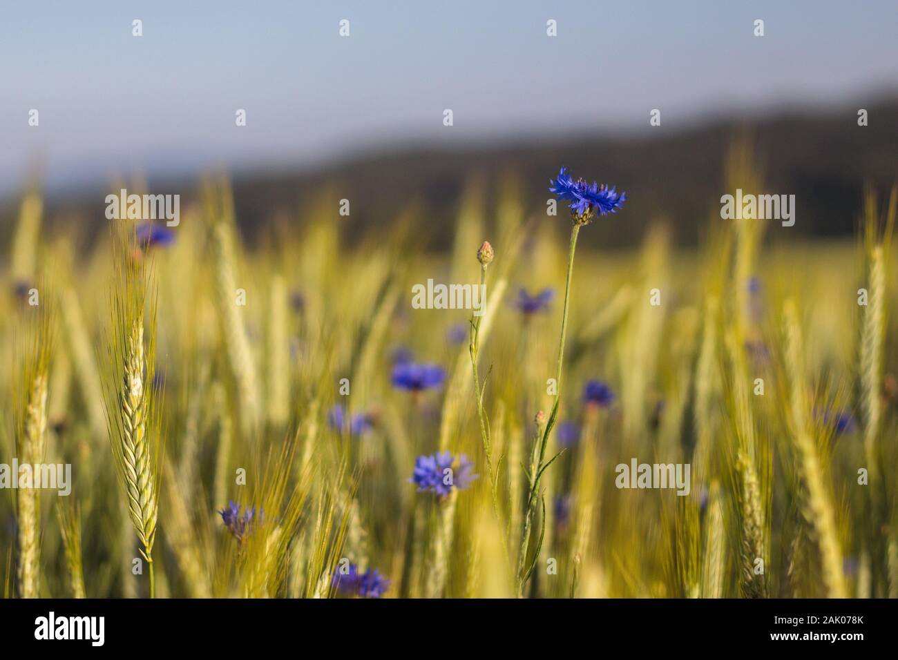 blue cornflower flowers in a grain field - close up view of ears of ...