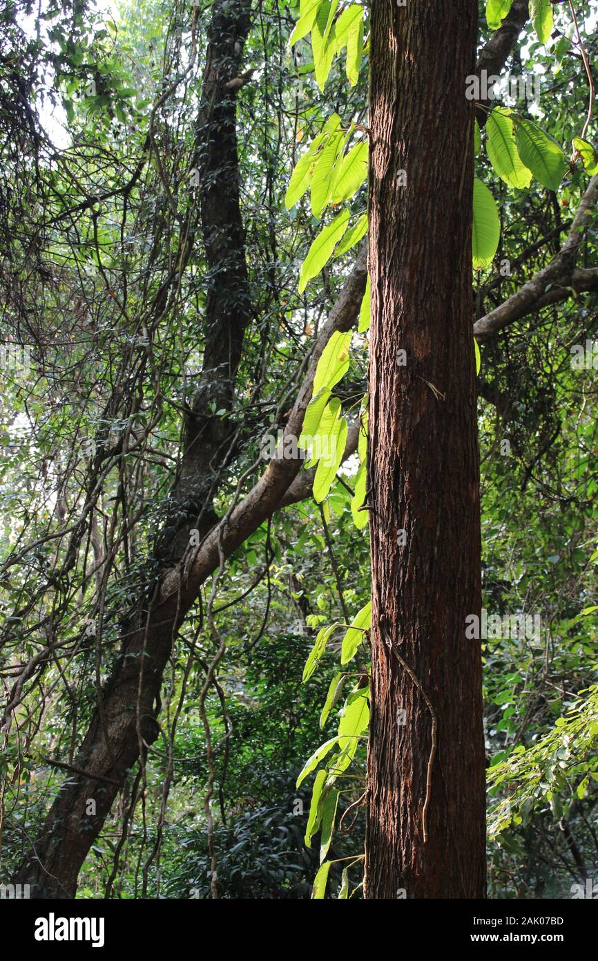 trees in a forest in laos Stock Photo - Alamy