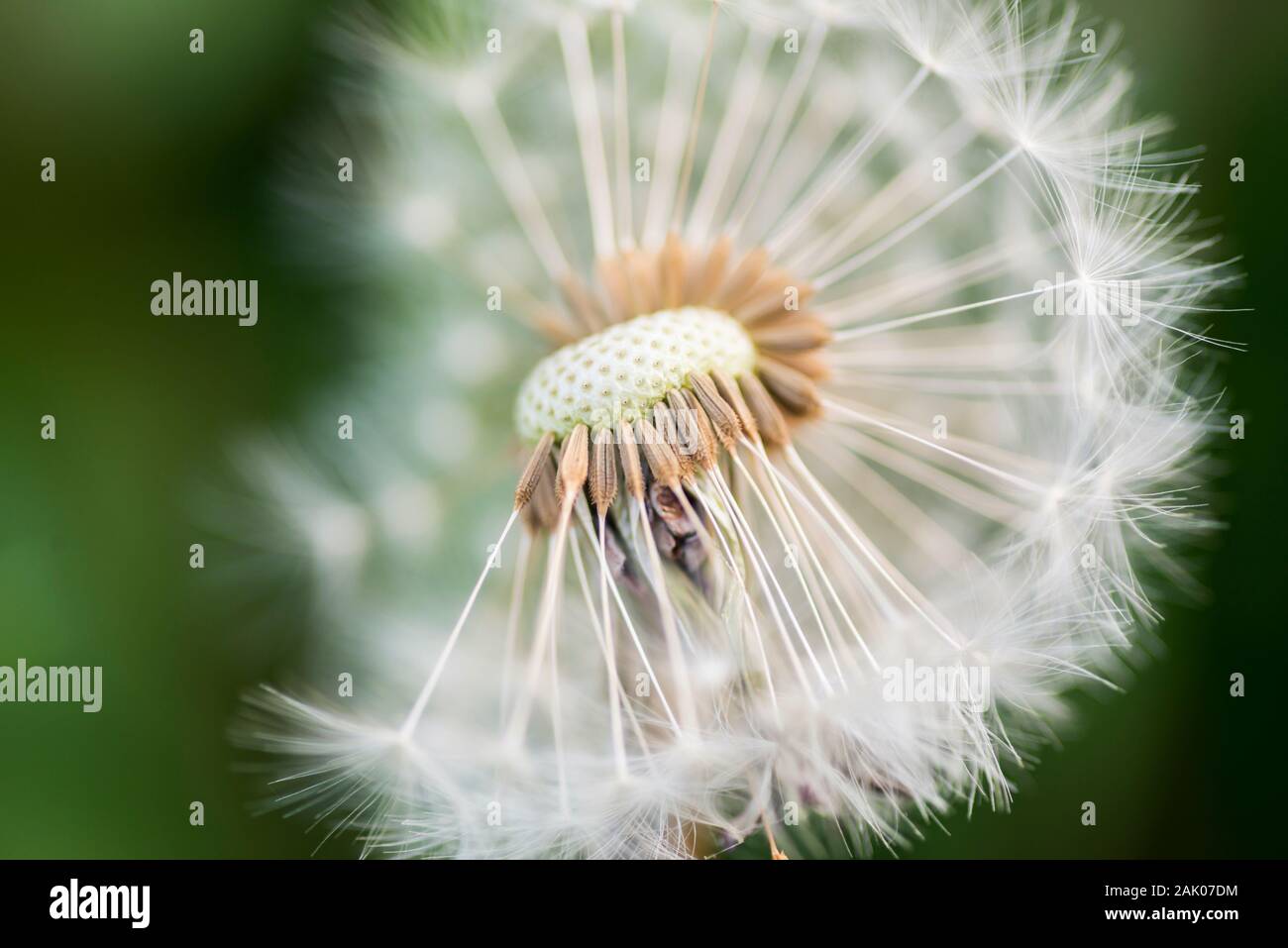 Dandelion head growing in an English country garden Stock Photo - Alamy