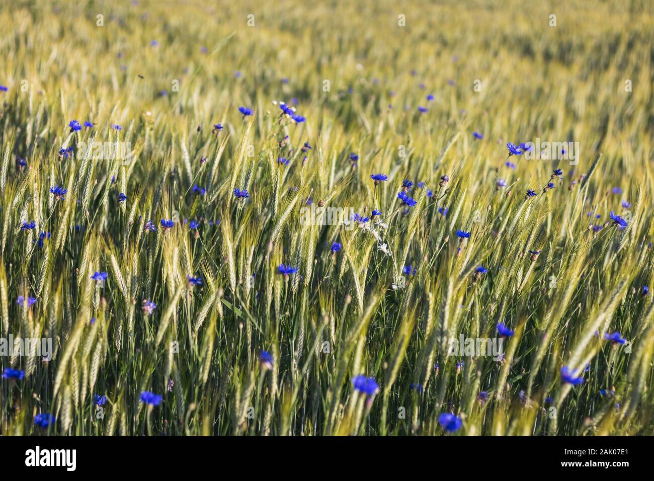 blue cornflower flowers in a grain field - close up view of ears of ...