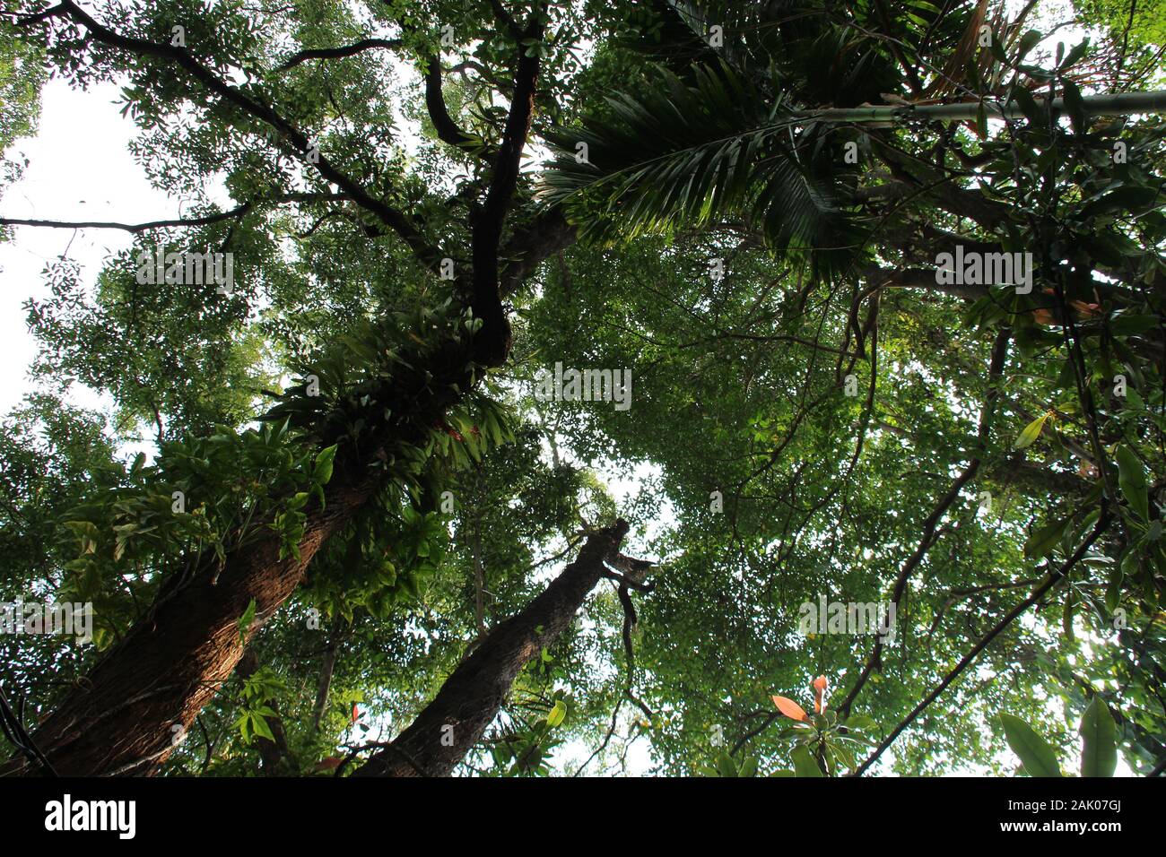 trees in a forest in laos Stock Photo - Alamy