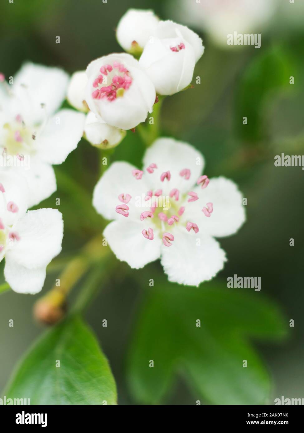 Northumberland spring vegetation hi-res stock photography and images ...