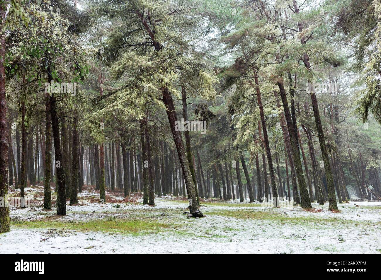 "Poiso" natural park covered with snow in Madeira island, Portugal ...