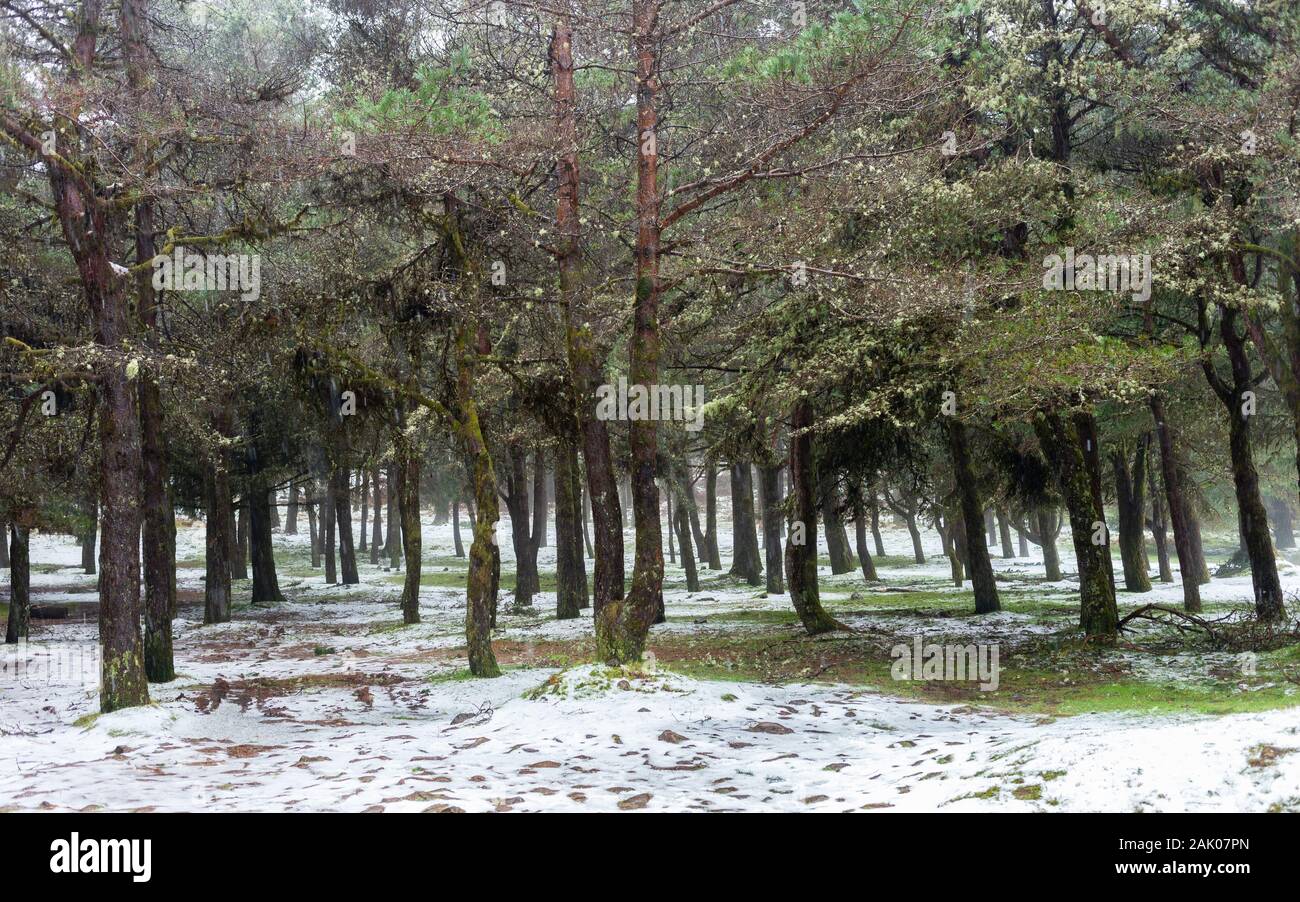 "Poiso" natural park covered with snow in Madeira island, Portugal ...