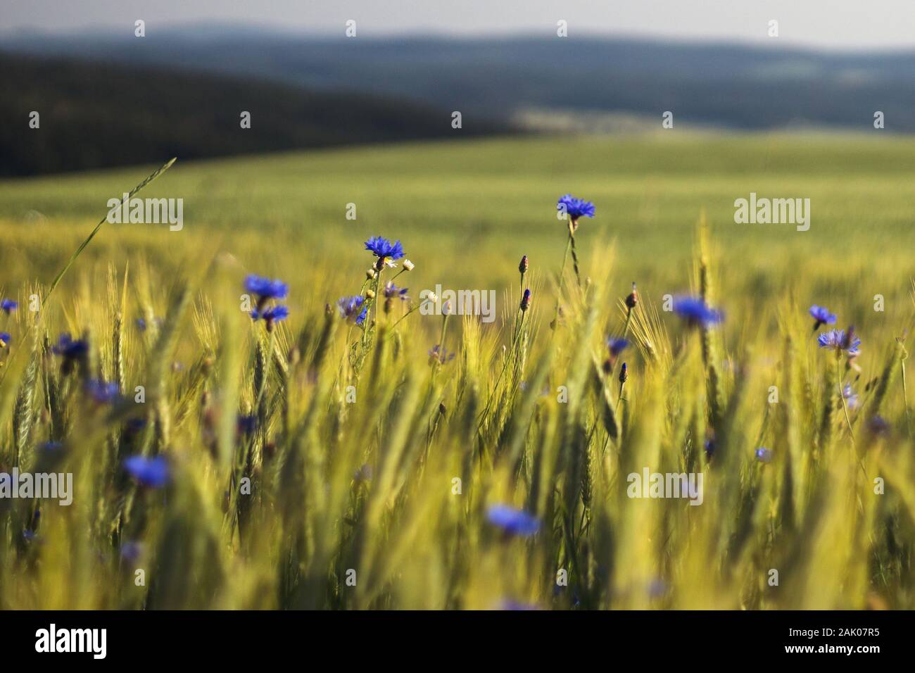 blue cornflower flowers in a grain field - close up view of ears of ...