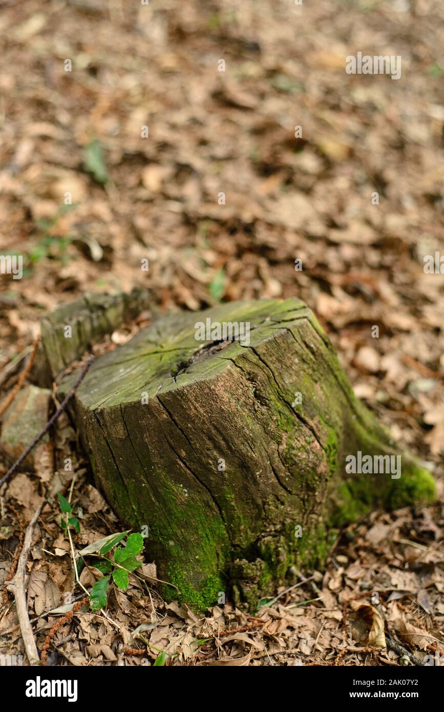 Stump from a cut tree Stock Photo - Alamy
