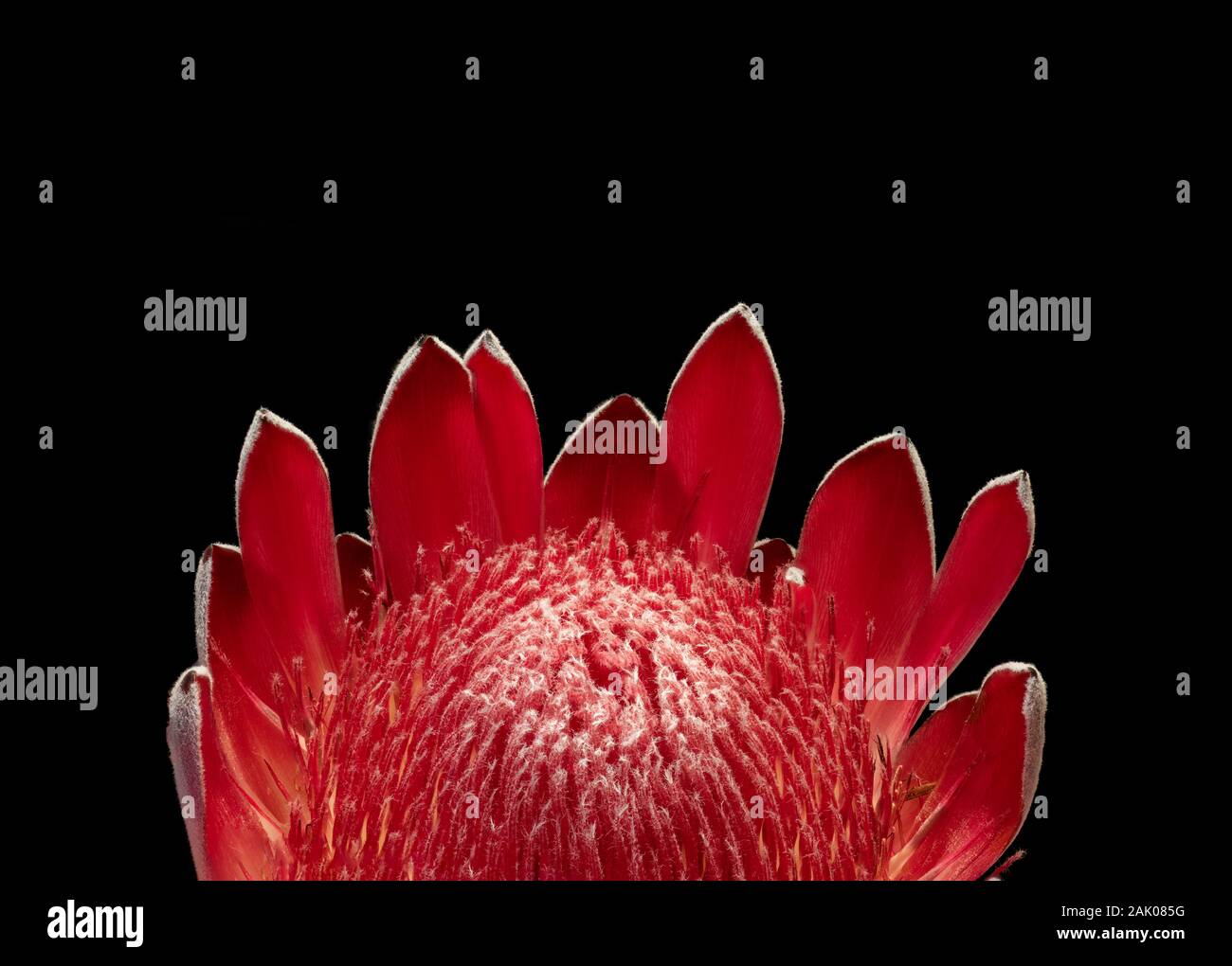 Red Protea High Resolution Stock Photography and Images - Alamy