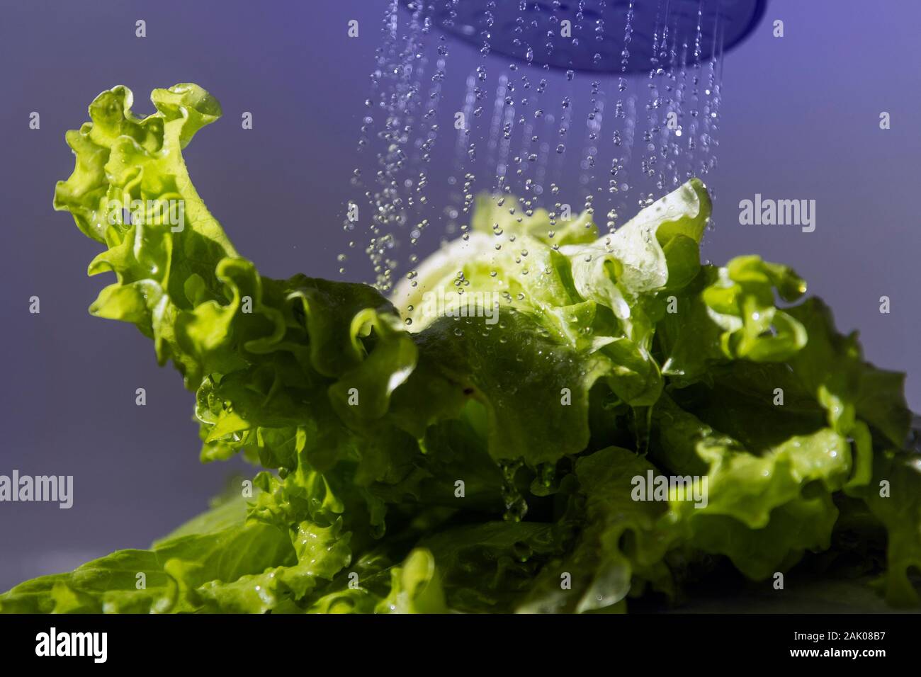 Washing of lettuce salad under flowing water Stock Photo - Alamy