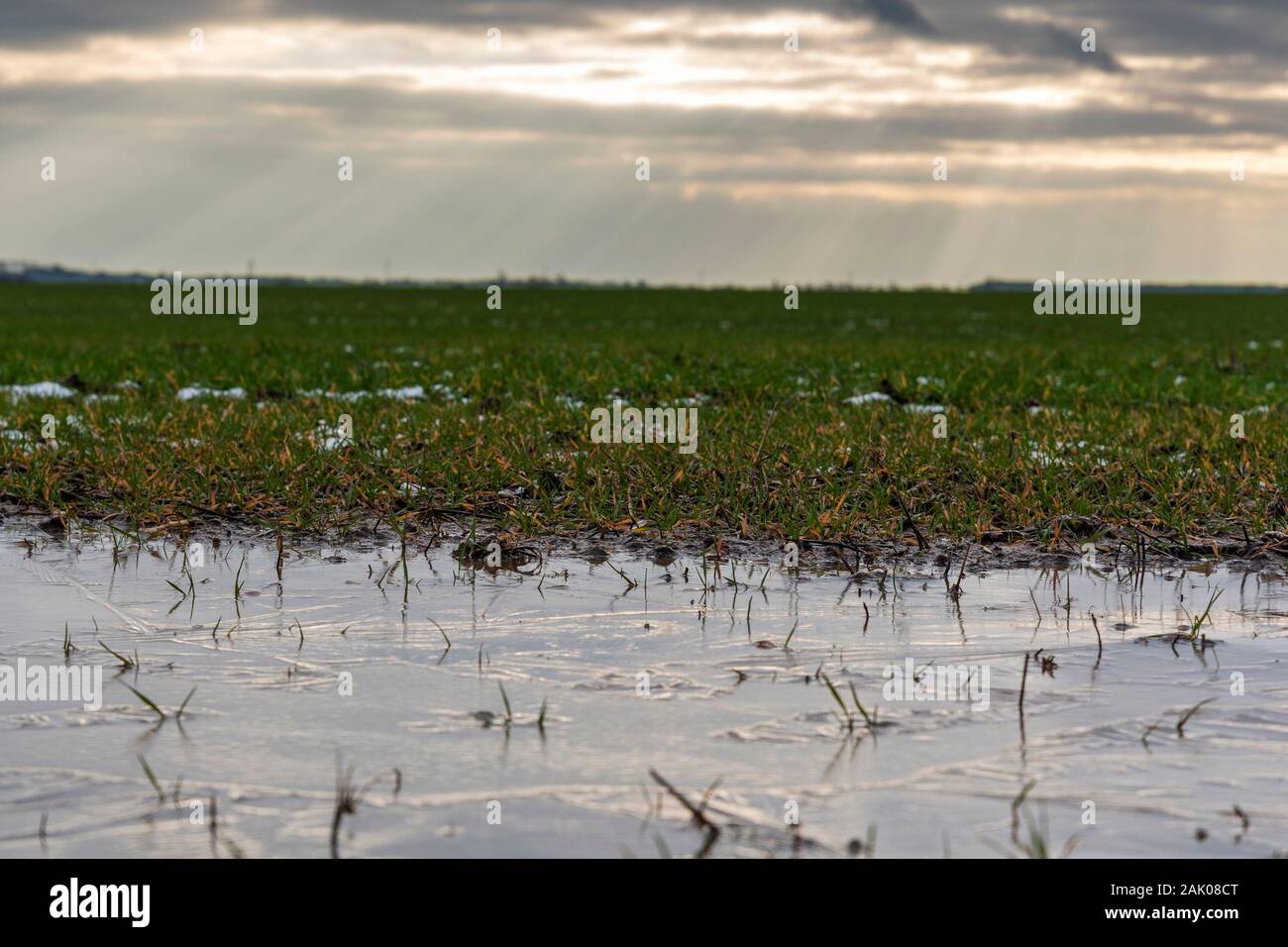 Icy wheat field in late autumn Stock Photo - Alamy