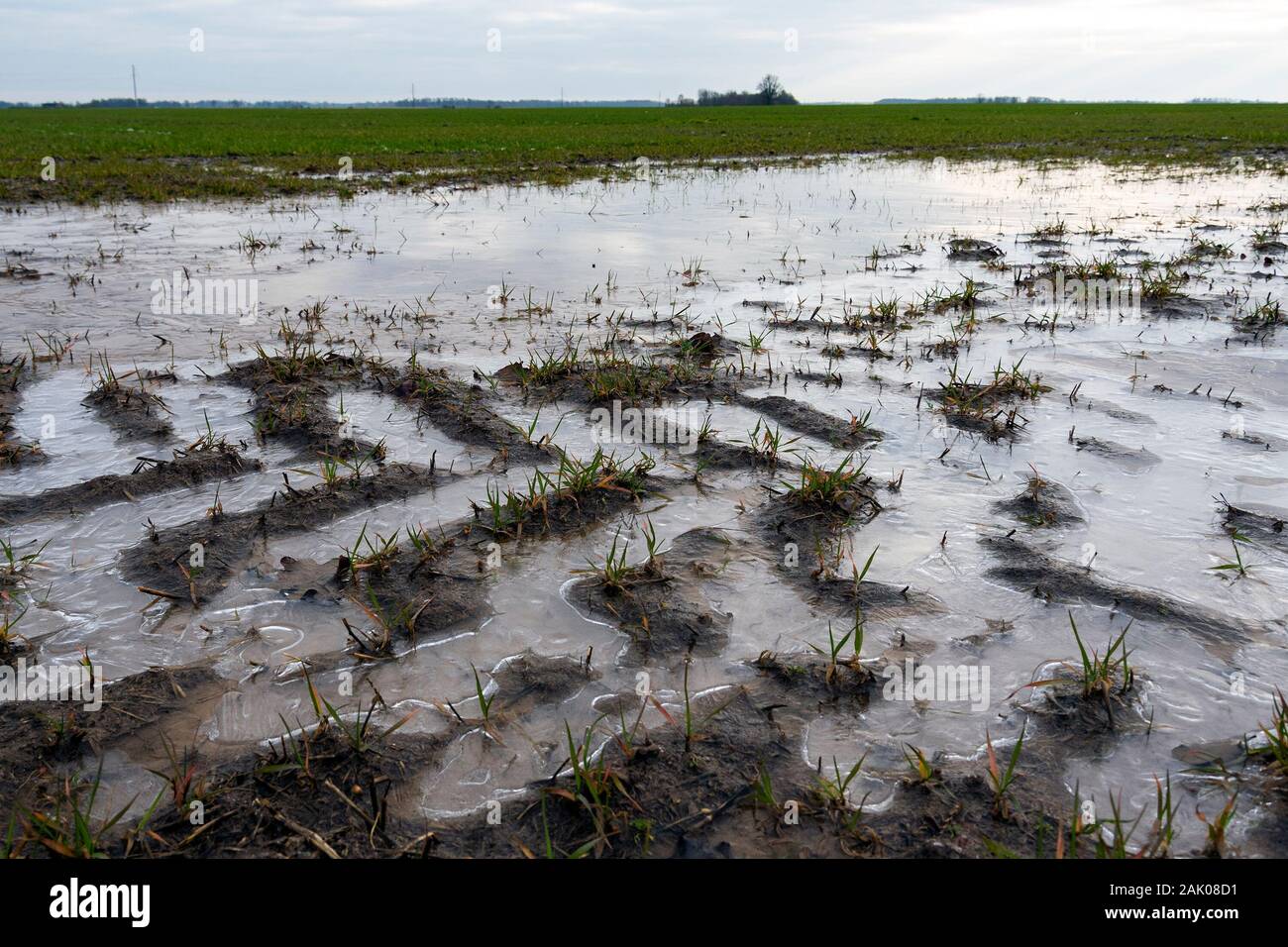 Icy wheat field in late autumn Stock Photo - Alamy