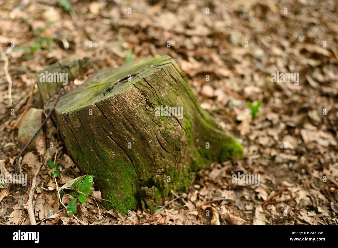 Stump from a cut tree Stock Photo - Alamy